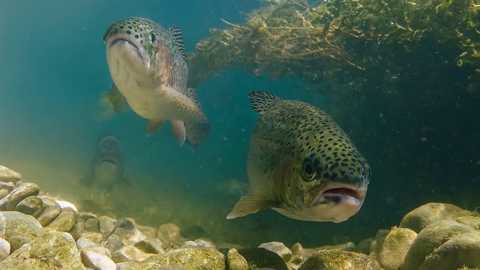 European Freshwater Fish – The Pielach River in Austria