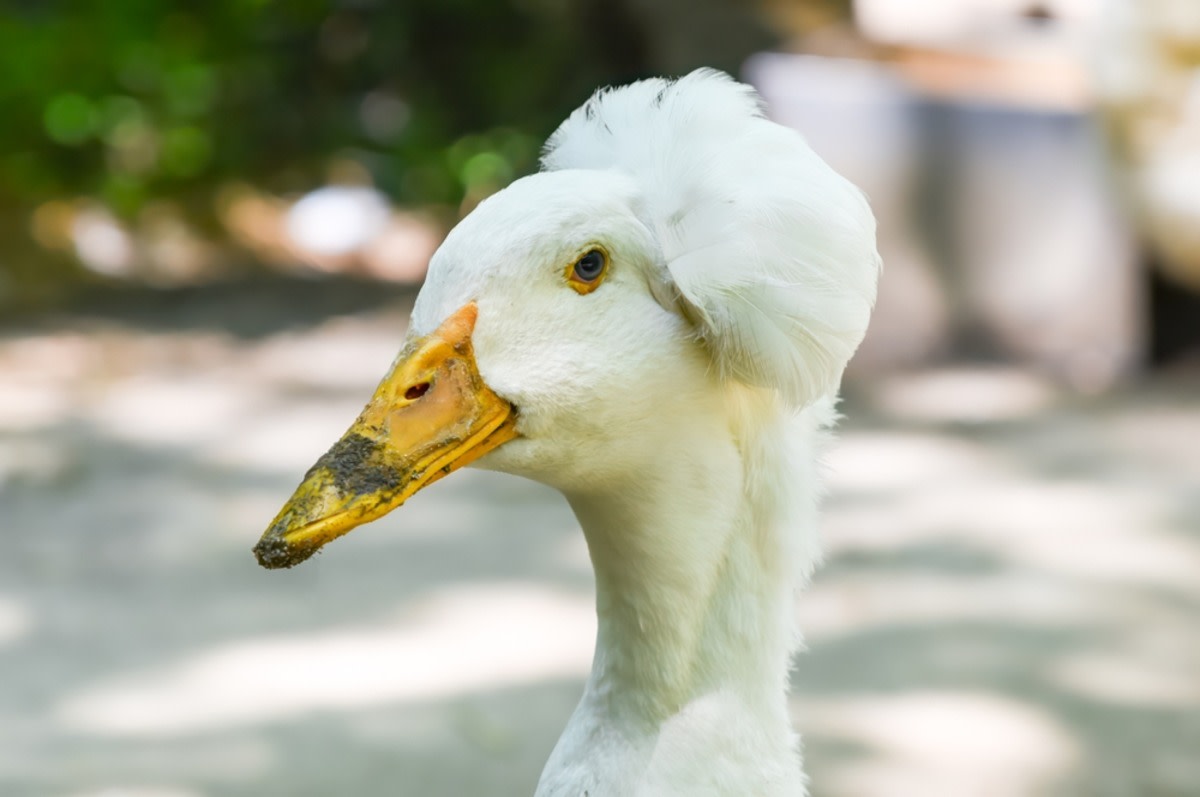 Funny Duck Gets Stuck on His Back Until Mom Comes to the Rescue