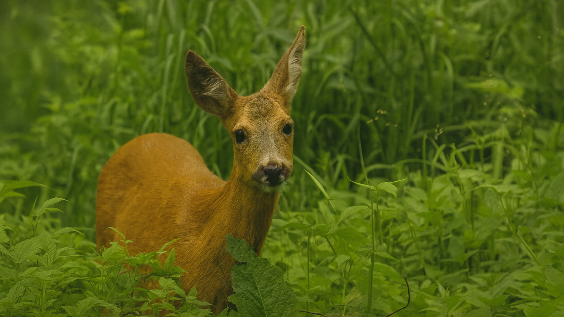 Capriolo che pascola nel bosco (Capreolus capreolus)