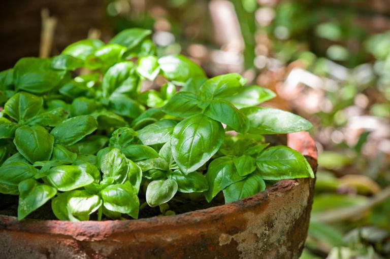 Gardening expert shares 10-second tip to make basil leaves grow bigger ...