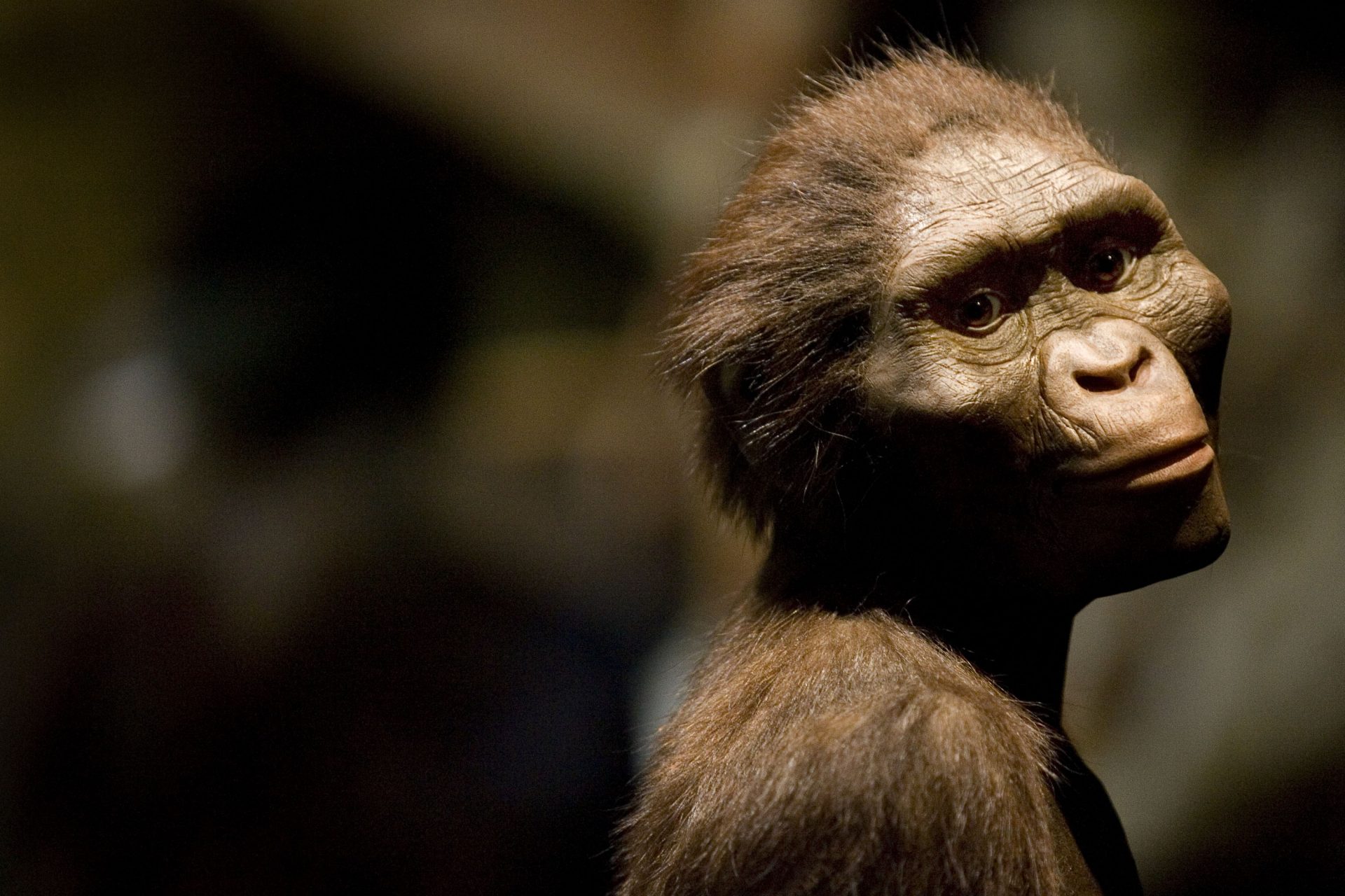 Esqueleto da australopithecus Lucy poderá ser visto na Europa pela ...