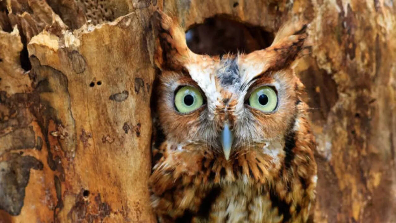 Shape shifting fantasy: 5 animals that have mastered the art of ...