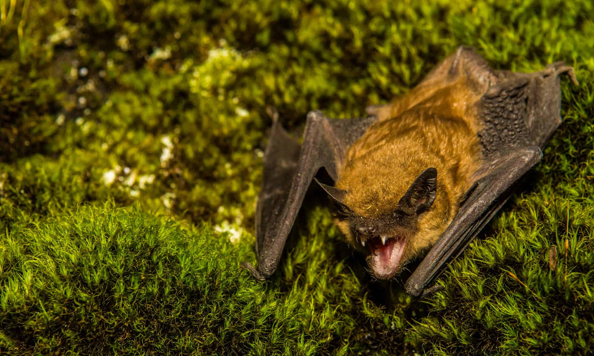 The 13 Most Common Bat Types in Ohio and The Risks They Pose