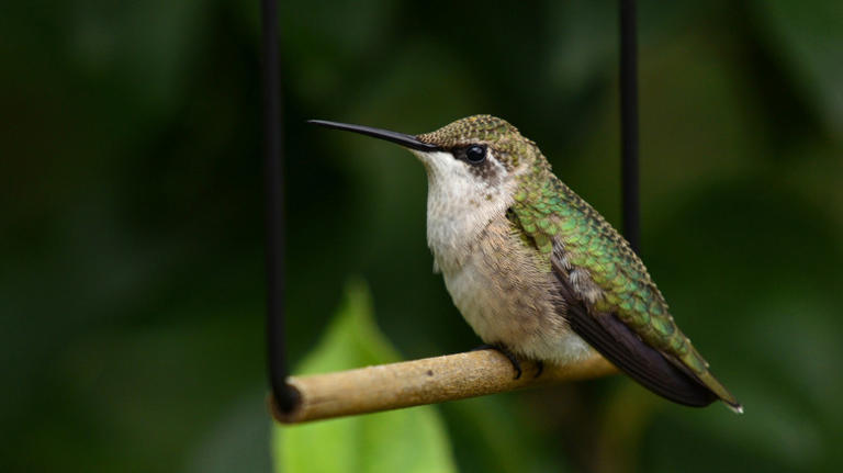 The Best Place For A Hummingbird Swing To Attract Even More Feathered ...
