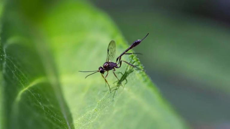 5 essential insects that protect your plants and reduce garden pests