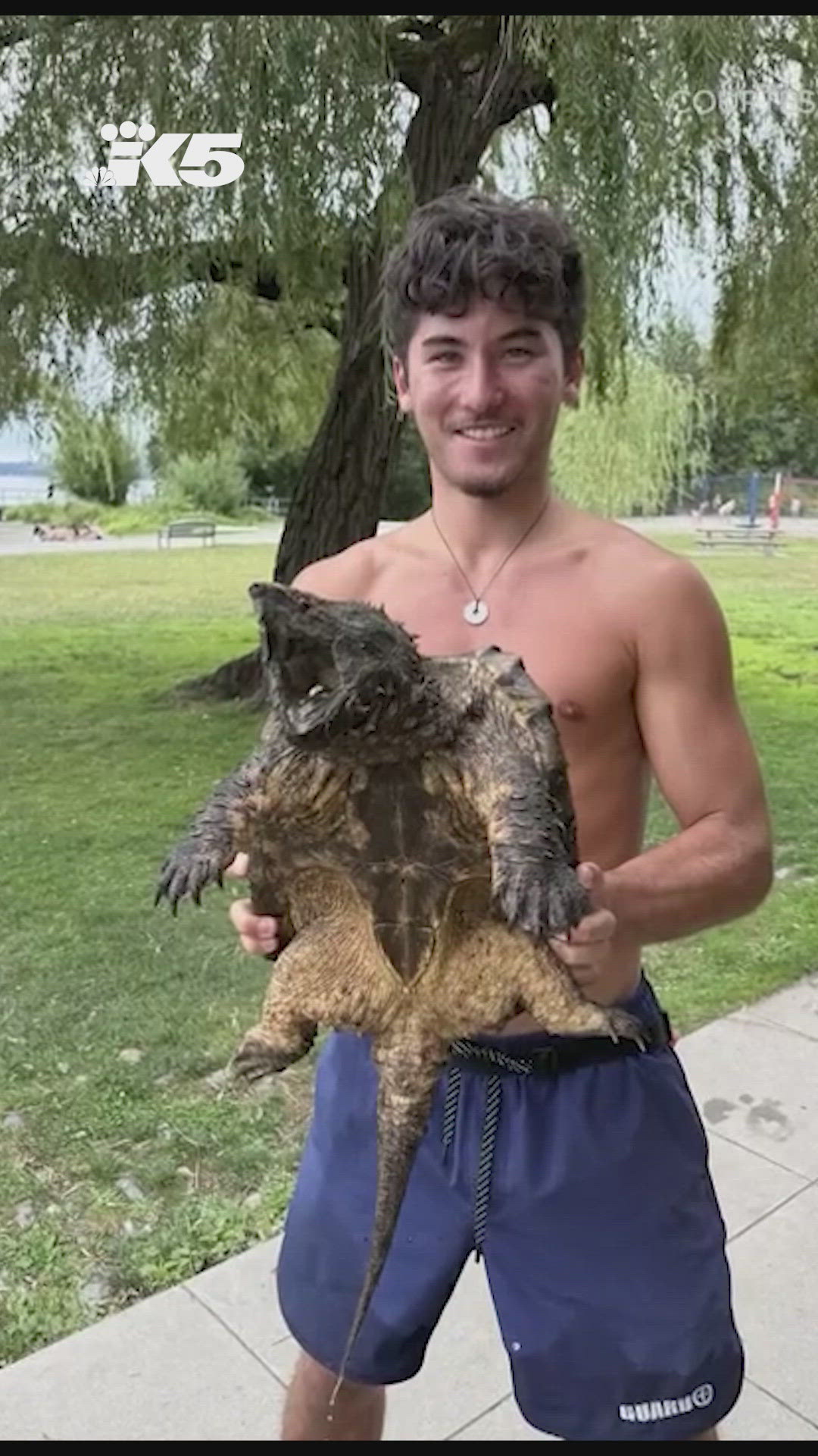 Alligator snapping turtle found at Juanita Beach Park