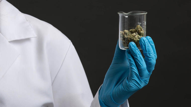 Marihuana y Test de Drogas: Todo lo que Tienes que Saber