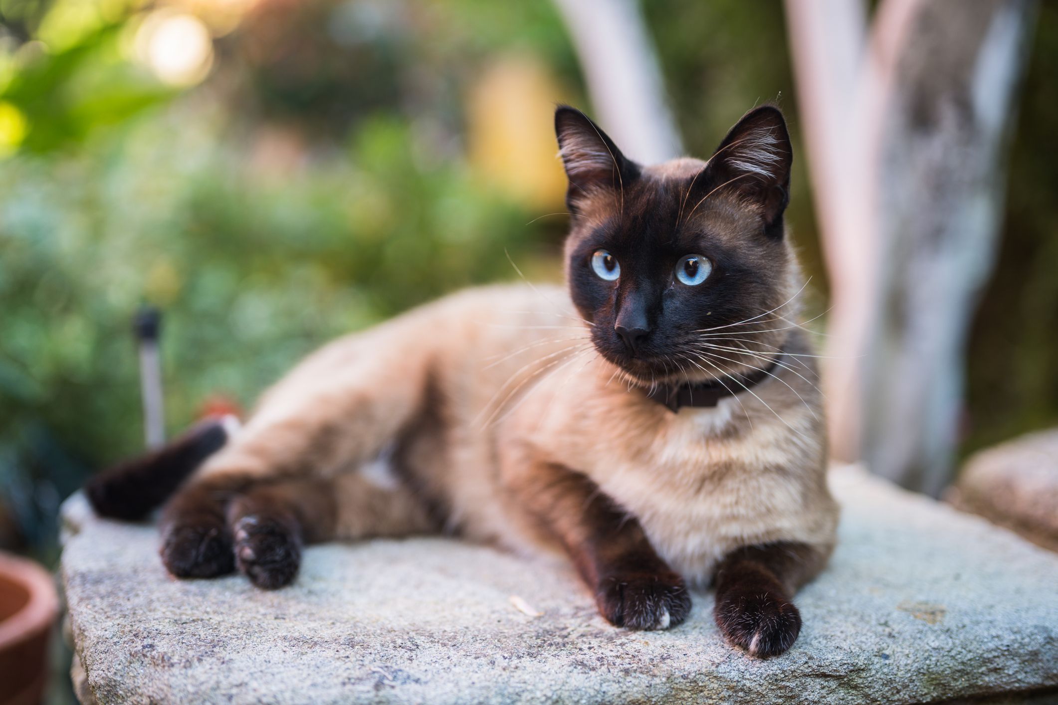 From brainy Bengals to clever Siamese: 15 smartest cat breeds