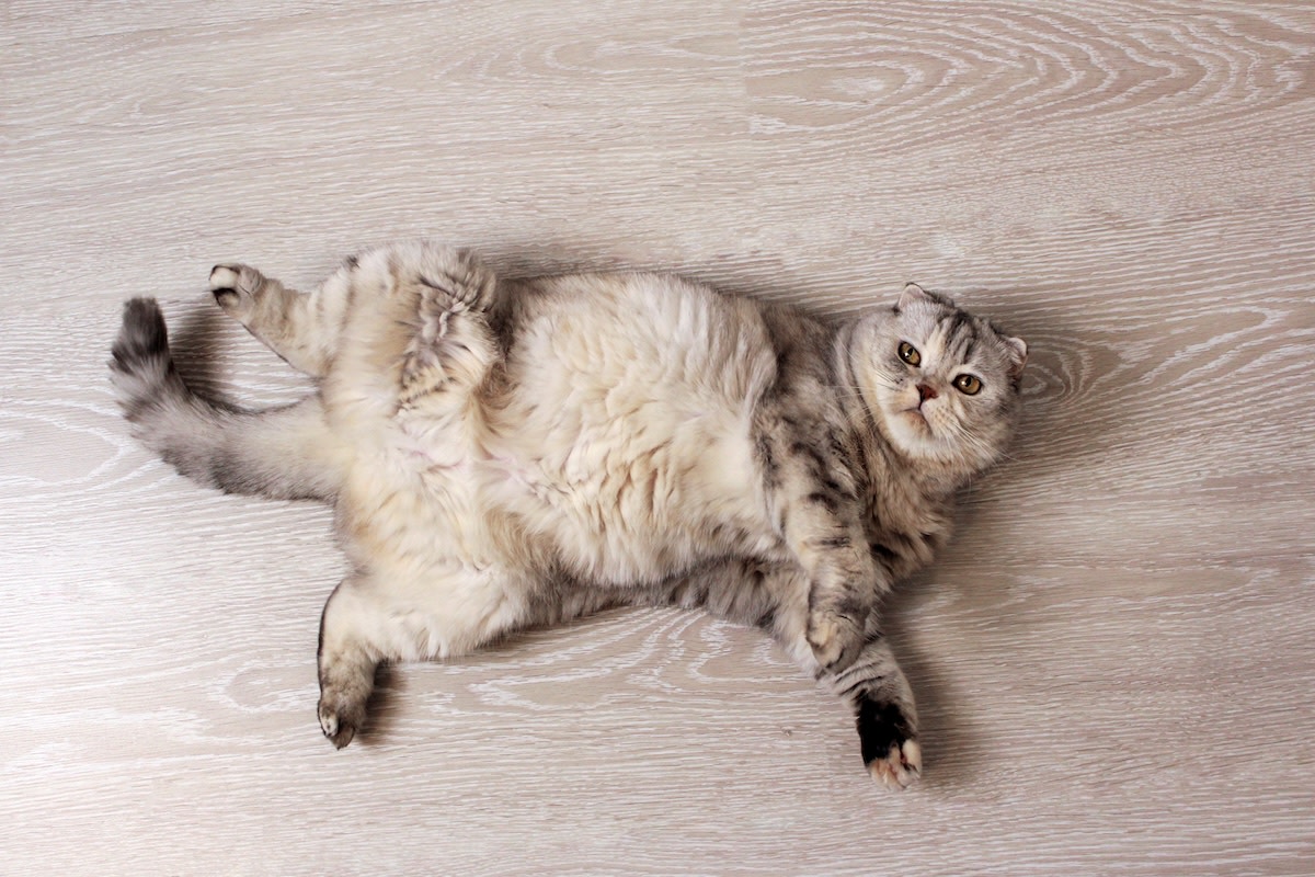 Adorable Grey Cat’s Big Stomps Have Downstairs Neighbors Scratching ...