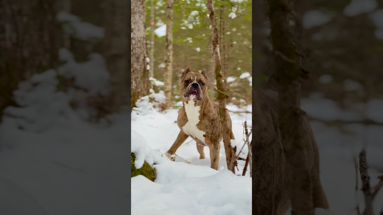 Snow and a stick turn any pit bull into pure joy