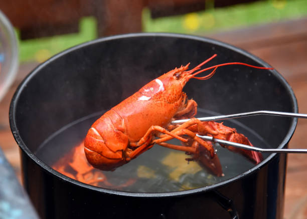 Hummer und Krabben nicht lebendig kochen! Sie können Schmerzen empfinden