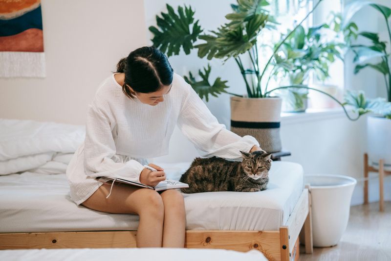 Reasons Cats May Dislike Petting With Helpful Tips For Owners