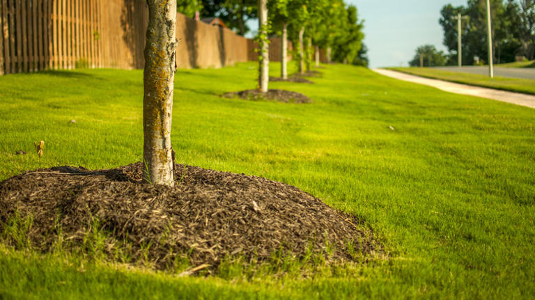 When You Use Too Much Mulch, Here's What Happens To Your Plants