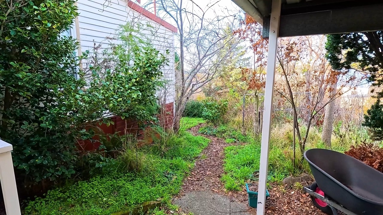 Overgrown garden time lapse: watch it grow!