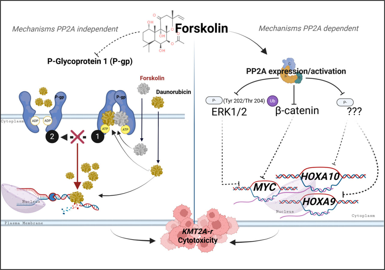 Natural compound could help fight aggressive leukemia and amplify the ...