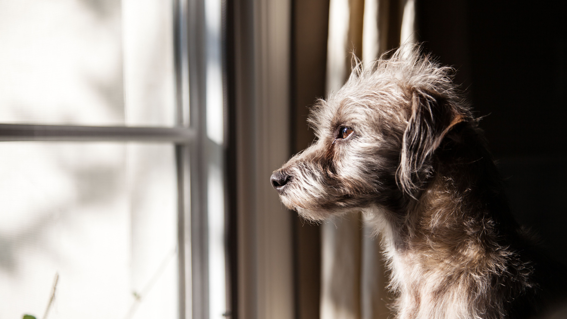 Why Saying Goodbye At The Door Matters To Your Dog