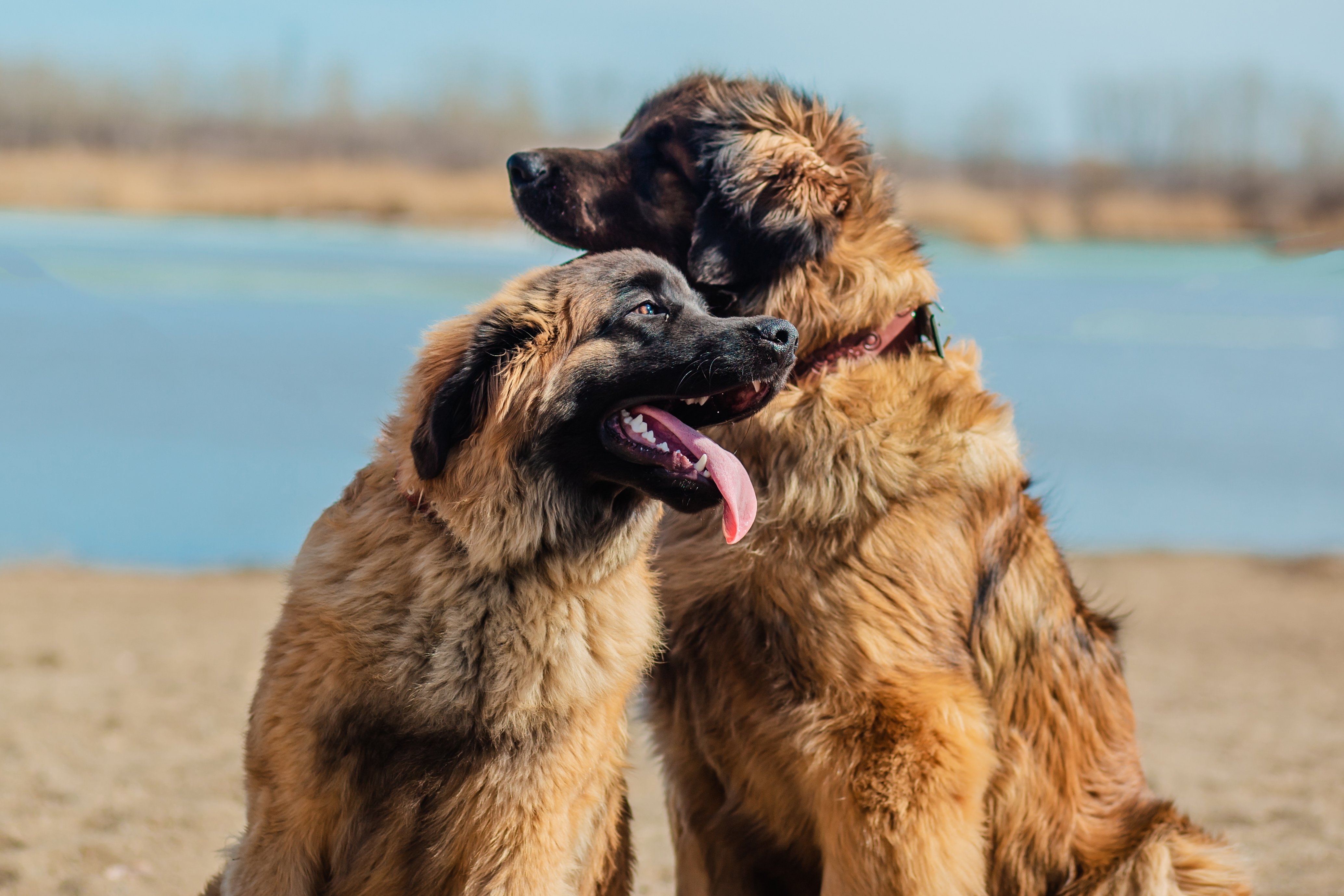 The 10 biggest dog breeds