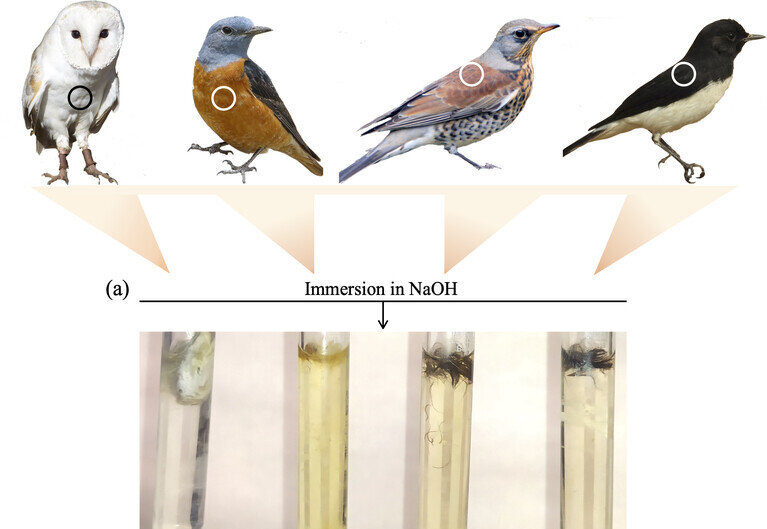 New study reveals how pigments affect the weight of bird feathers