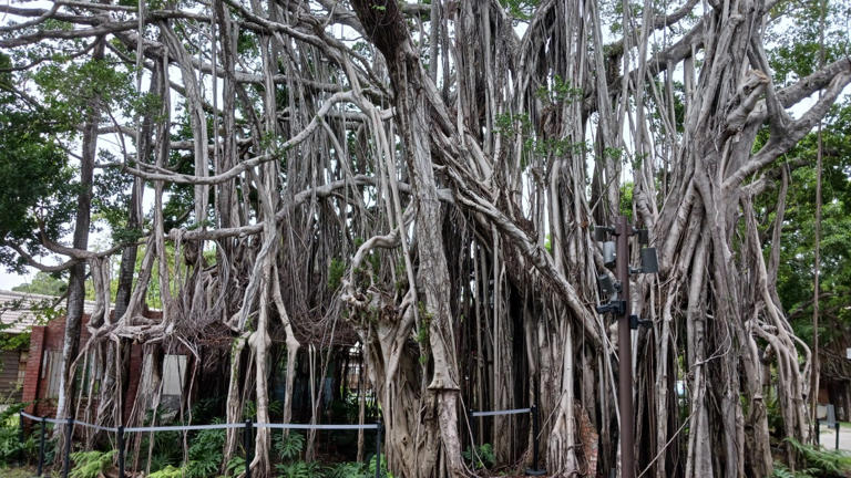 Scientists find evidence Earth once had giant trees