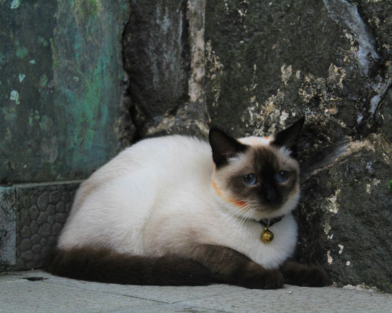 How Ragdoll Cats Differ From Siamese Cats