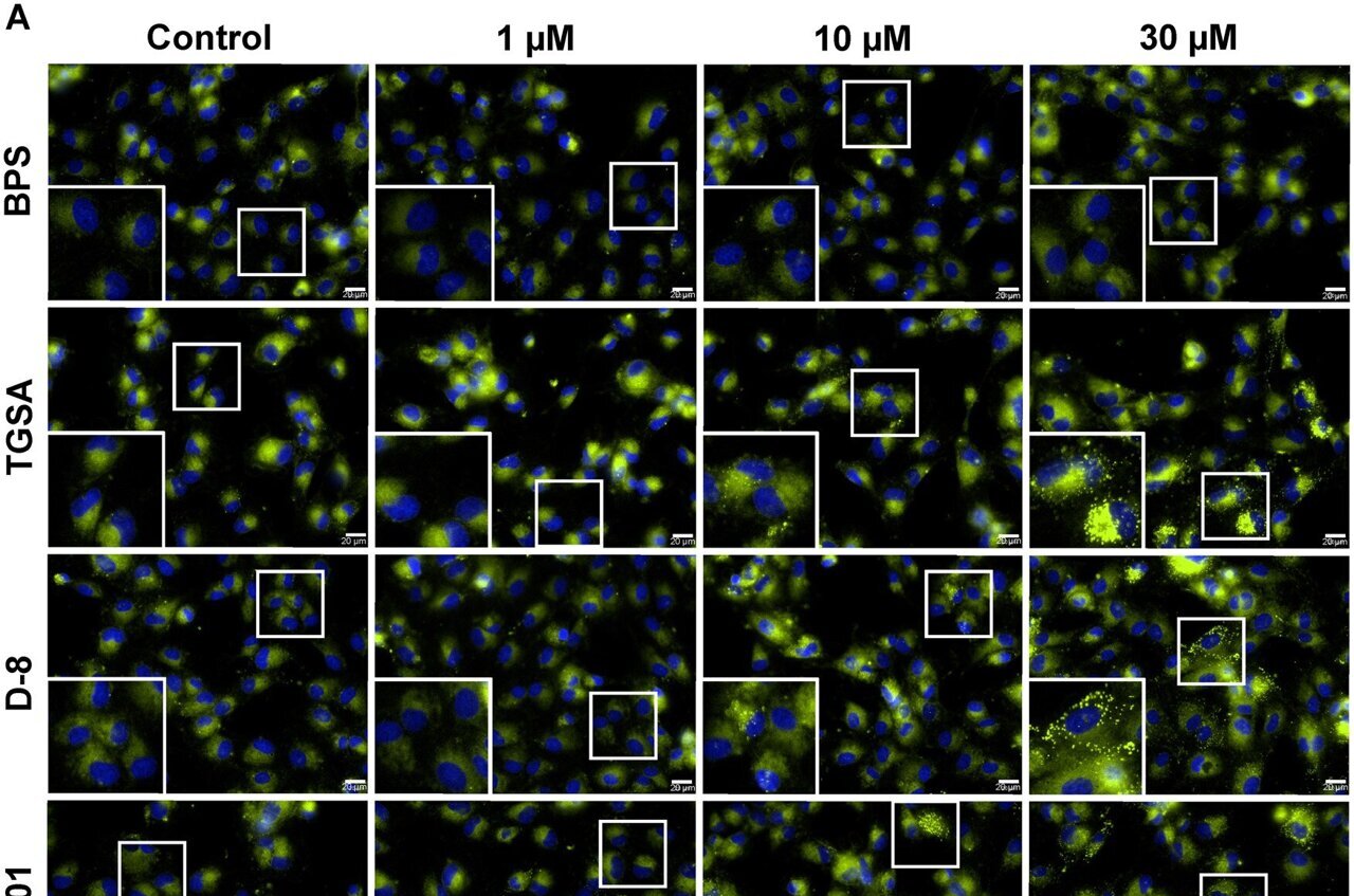 BPA replacements in food packaging may disrupt key ovarian cell functions