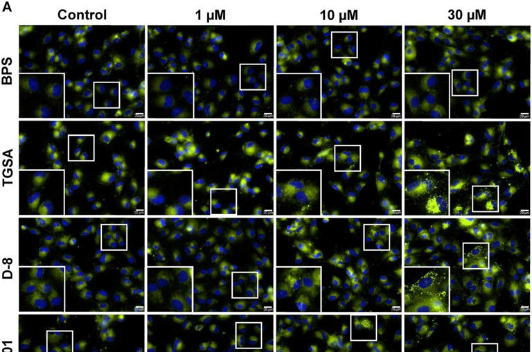 BPA replacements in food packaging may disrupt key ovarian cell functions