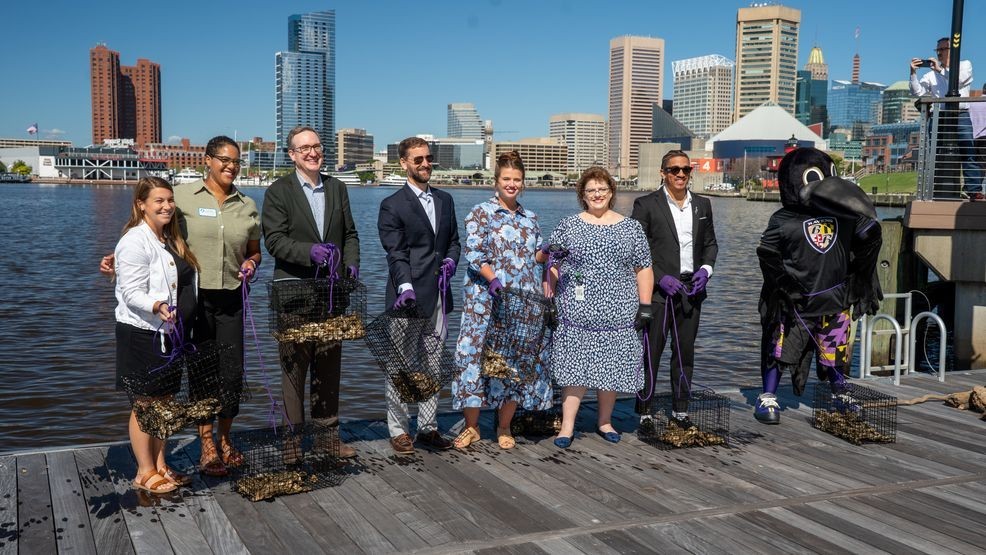 Baltimore Oyster Partnership sets goal to plant 5 million oysters by 2030