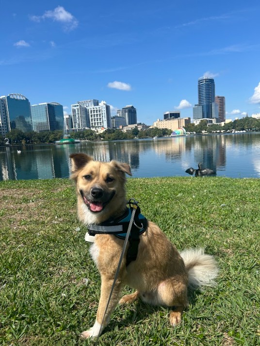 Three-legged dog Hendrix wins Chairdog position at BARK for National ...