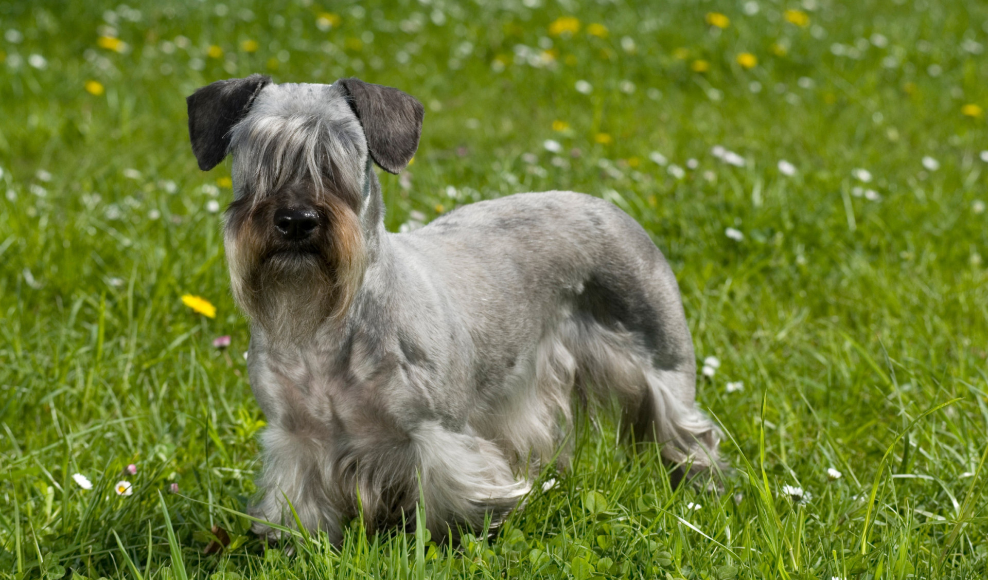 Have you ever heard of these dog breeds?