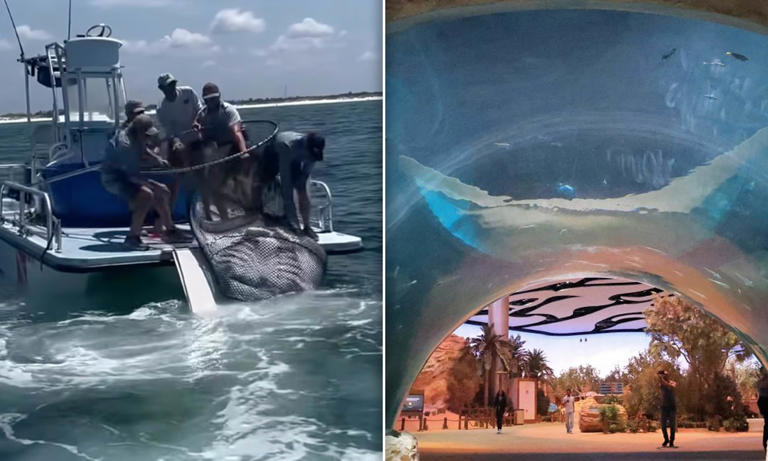 Rare manta ray snatched off Florida coast to become Sea World ...