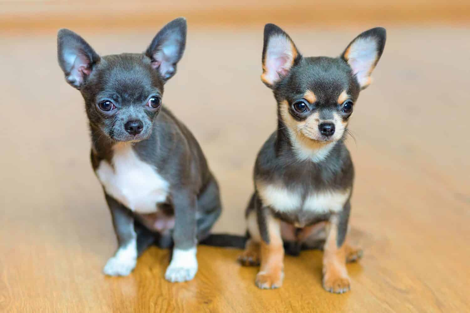 10 Common Complaints About Chihuahuas