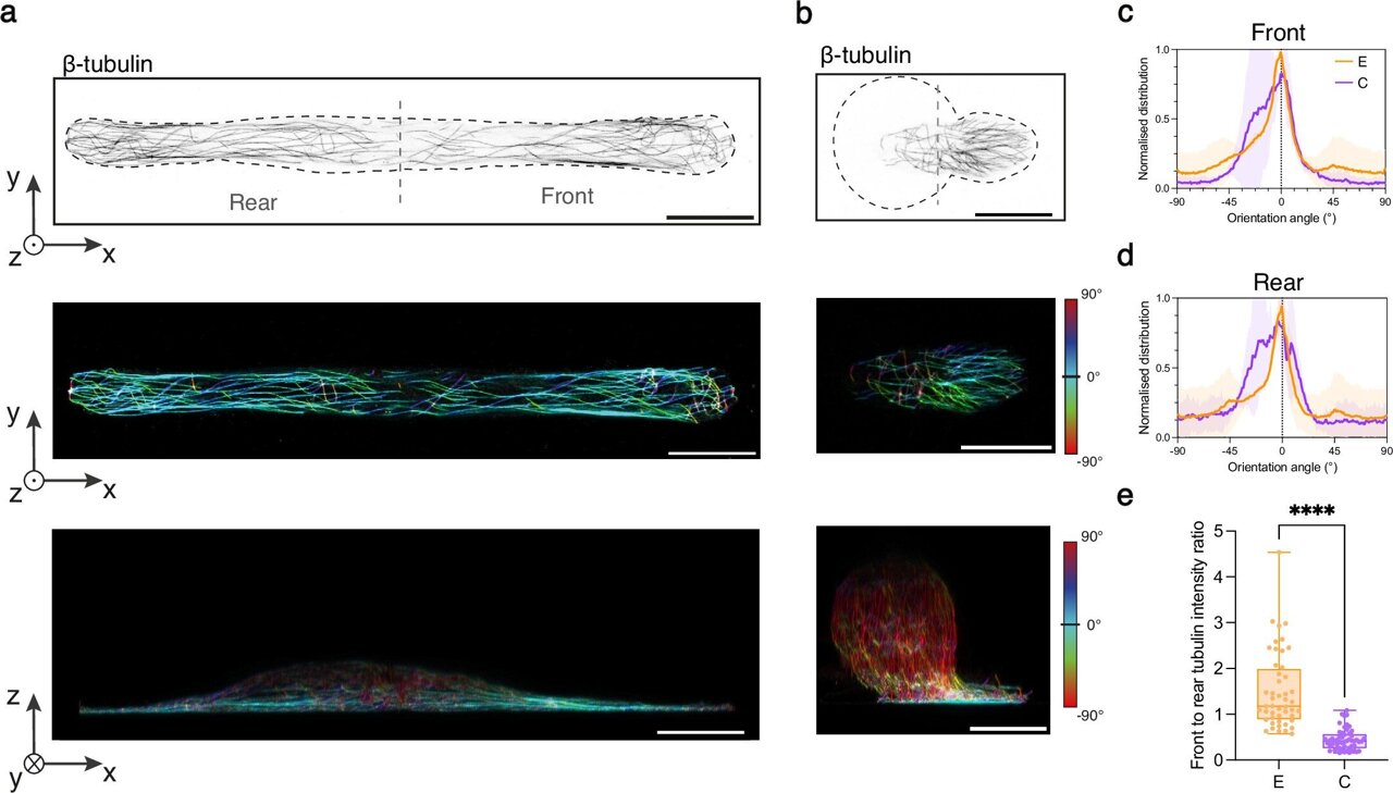 Mechanical memory: The clever strategy cells use to move through narrow ...