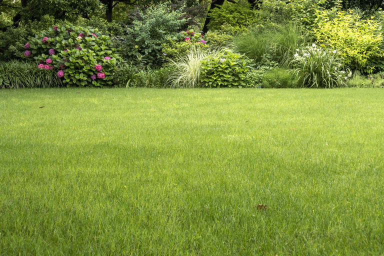 How to Treat Lawn Fungus Before It Ruins Your Grass