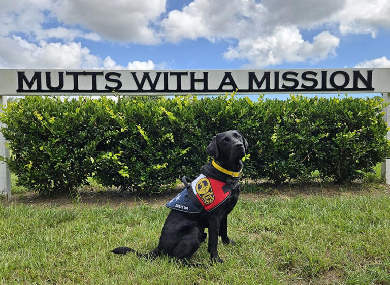 Mutts with a Mission donates Lab Retriever to VSP for wellness program