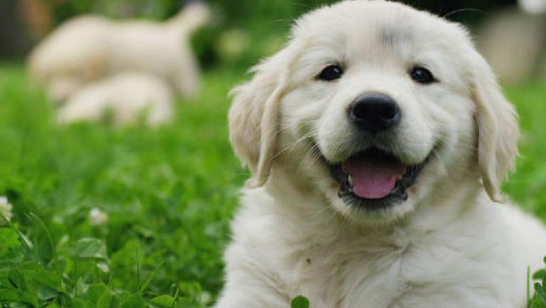 Ash and misty cartoon sex.