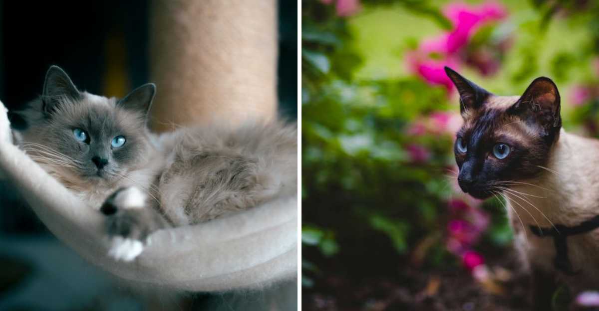 How Ragdoll Cats Differ From Siamese Cats