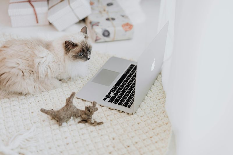 How Ragdoll Cats Differ From Siamese Cats