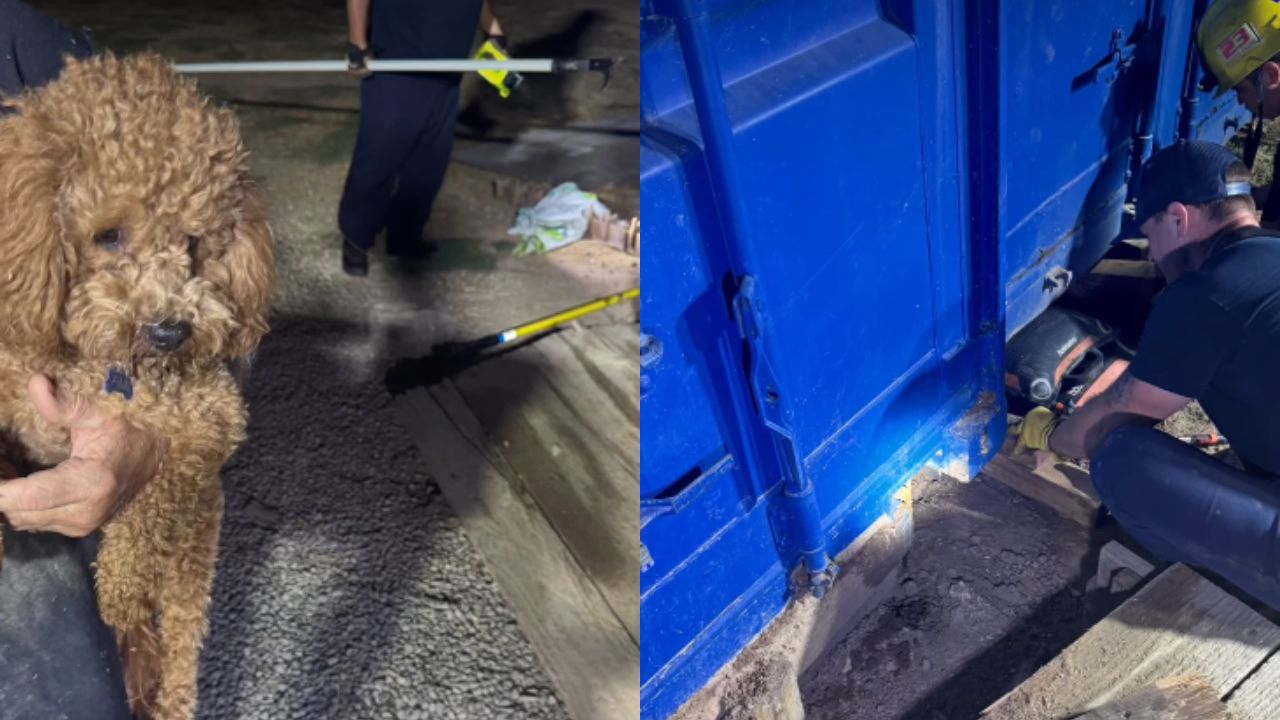 California Firefighters Rescue Dog Trapped Under Container