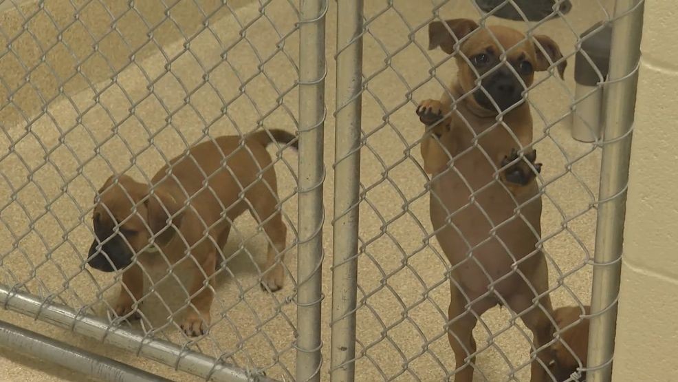 Elkhart County Humane Society seeks community help after sudden influx ...