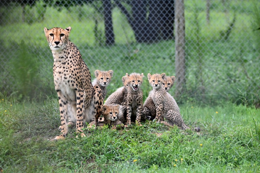 Six cheetah cubs born at Metro Richmond Zoo can now be observed by guests