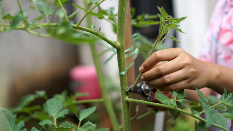 Here's How Often You Should Be Pruning Your Tomato Plants For The Best ...