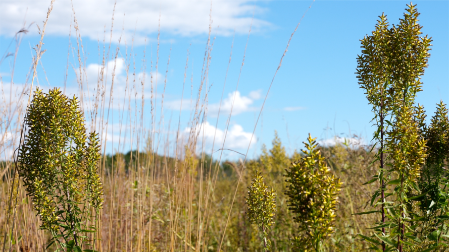 Wisconsin Democrats propose bill to save stewardship program