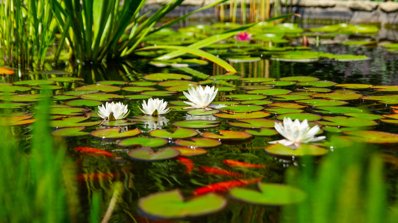 Plants You'll Want To Keep In Your Pond