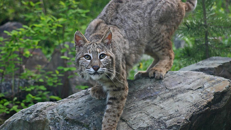 Rabid bobcat attacks two in Theresa, N.Y.