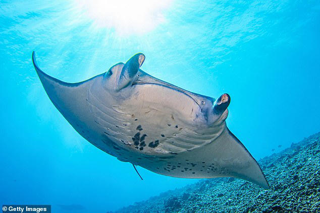 Rare manta ray snatched off Florida coast to become Sea World ...