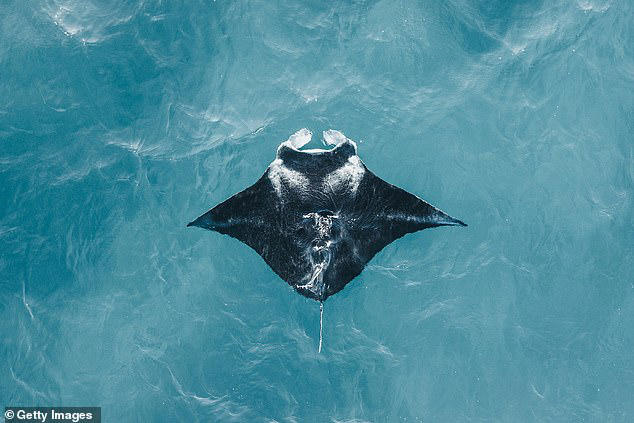 Rare manta ray snatched off Florida coast to become Sea World ...