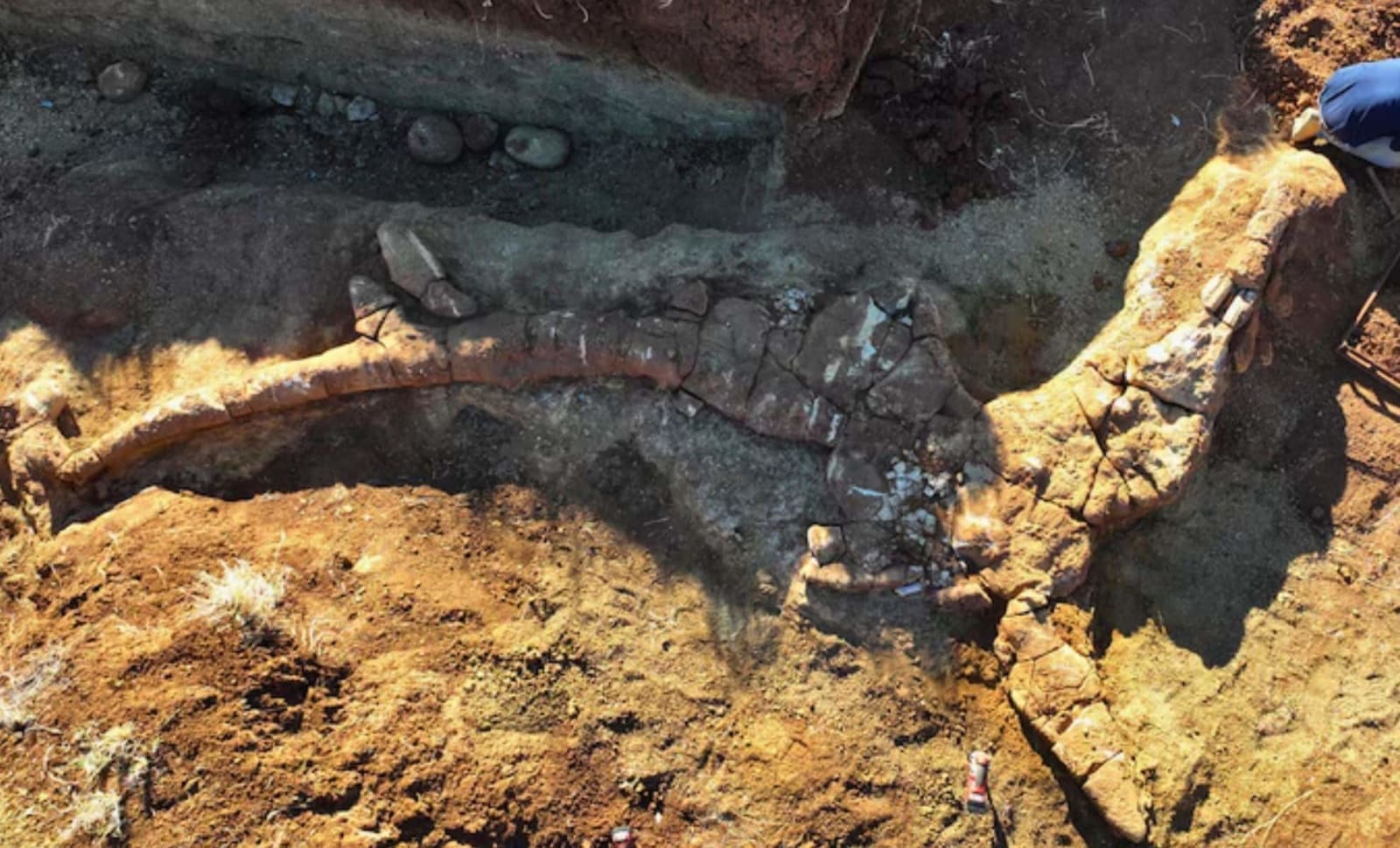 An Almost Intact Dinosaur Fossil Emerges From The Desert