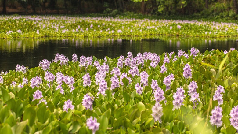 Plants You'll Want To Keep In Your Pond