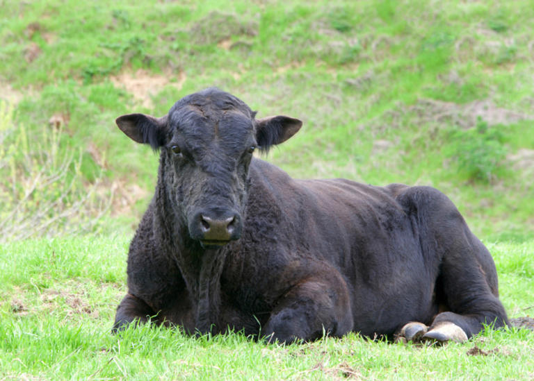 Adorable ‘Porch Cow’ Spends All Her Time Hanging Out, Living the Dream