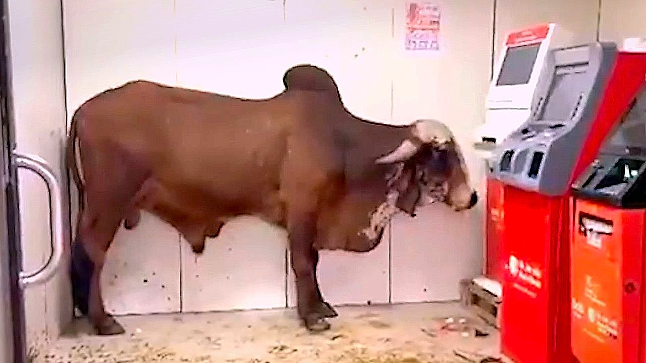 Bull makes a withdrawal at the ATM